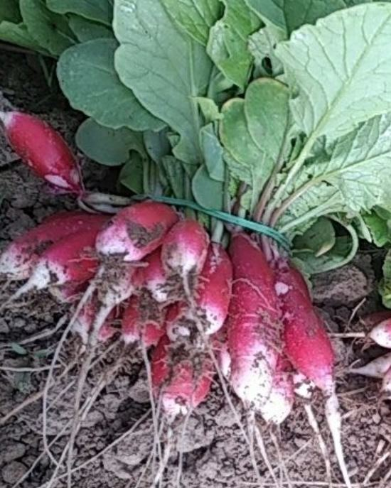 Radis botte - 1 u - Des Vergers Au Potager - Locavor.fr