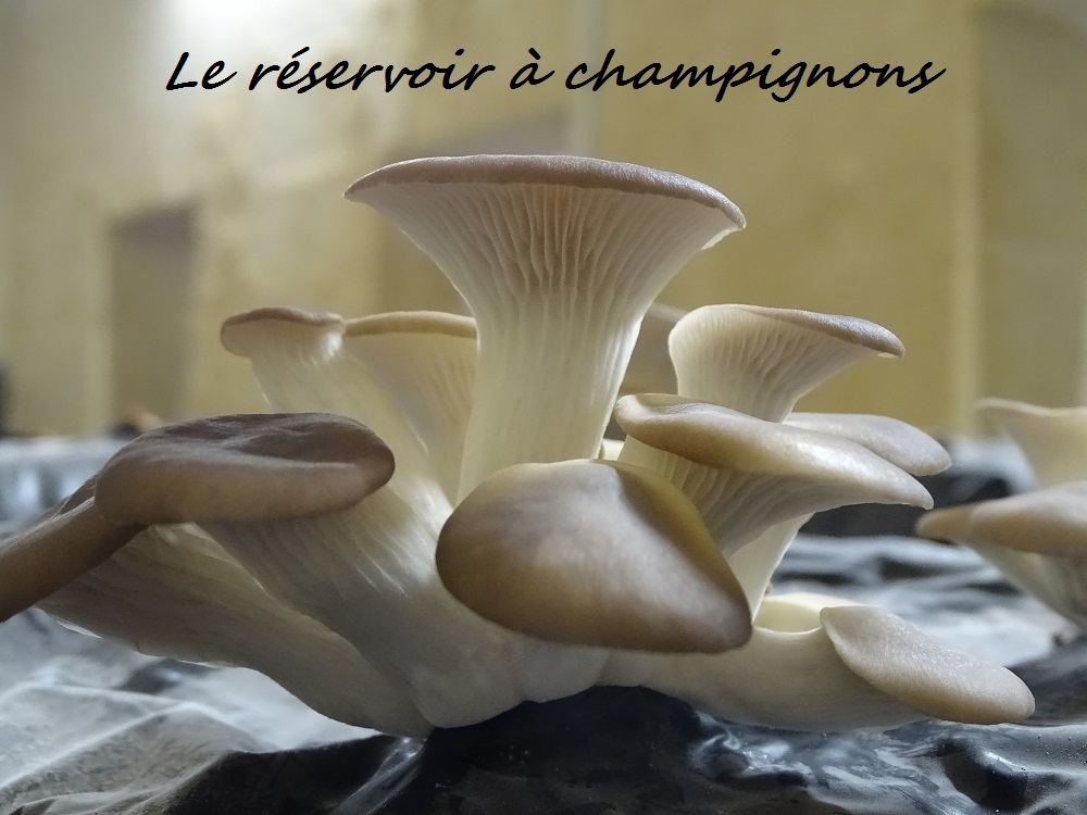 Pleurotes - 250 g - Laurence Bruey - Locavor.fr