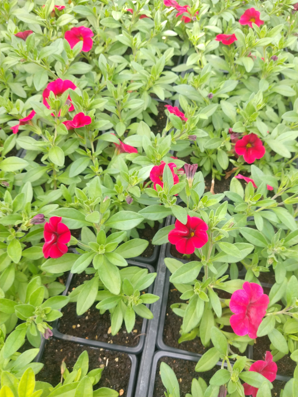 Calibrachoa rose - 1 u - Centre Armançon - Locavor.fr