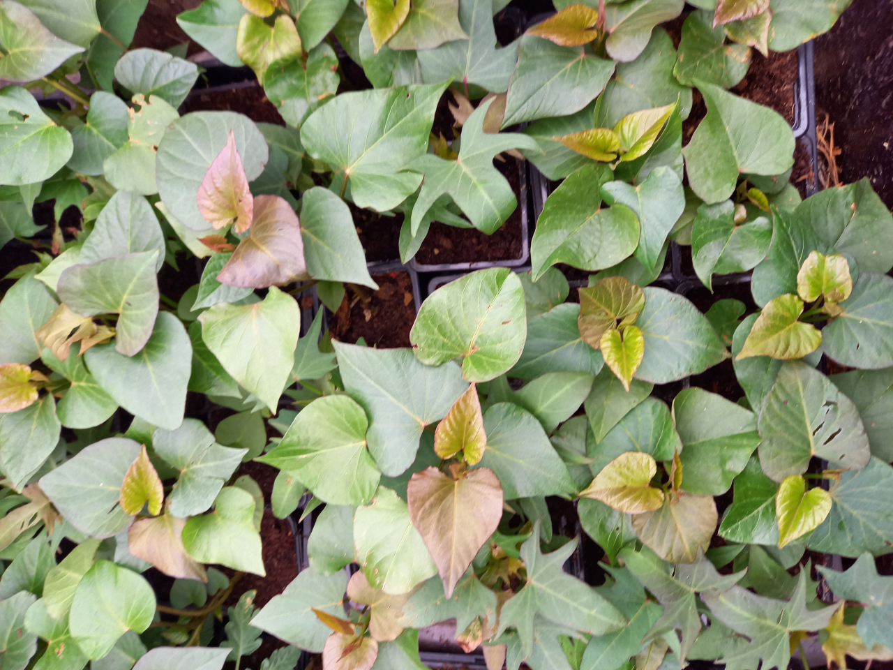 Plant de patate douce chaire blanche - 1 u - Le Jardin De L'hêtre ...