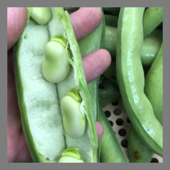 Fève - 800 g - Cueillette Varet - Locavor.fr