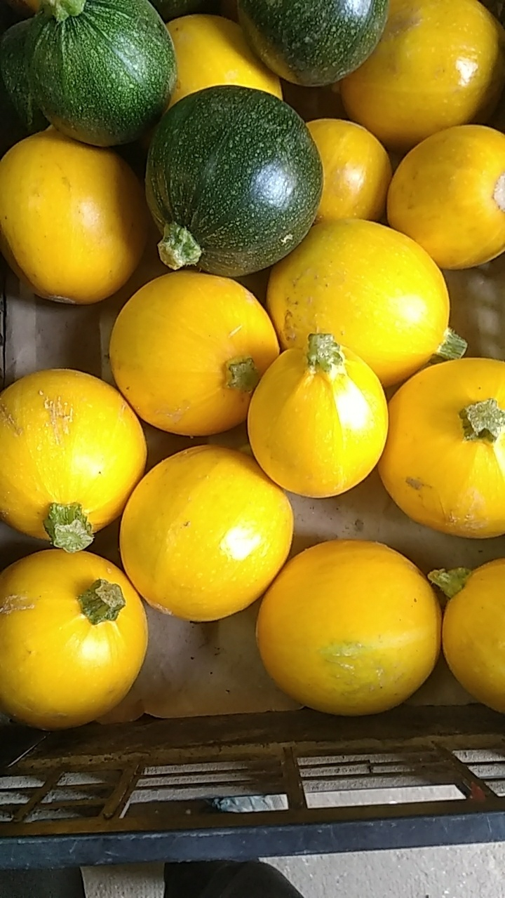 Courgette ronde jaune - 2 formats - Des Vergers Au Potager - Locavor.fr