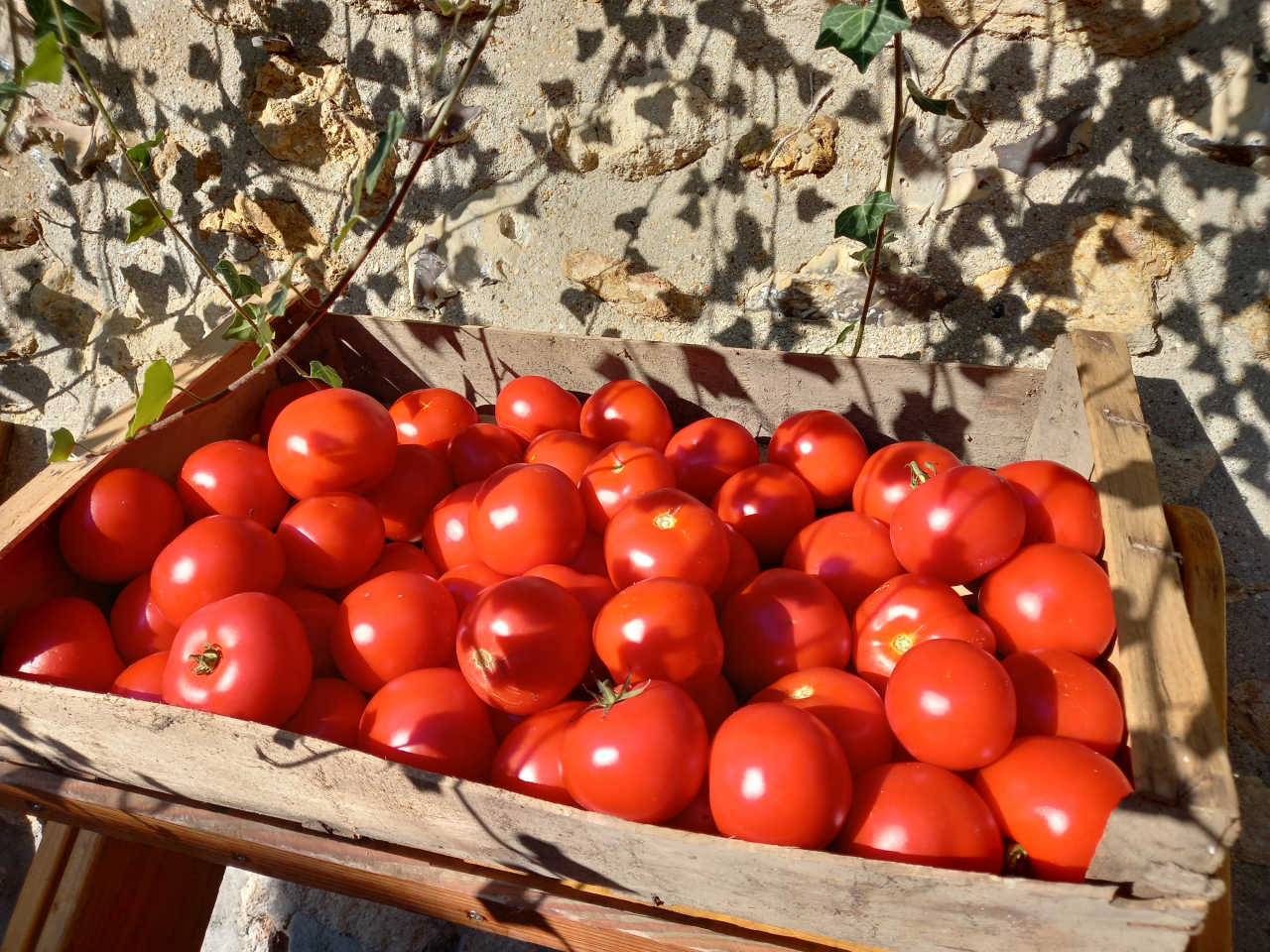 Tomate ronde rouge - 1 kg - Les Légumes Du Château - Locavor.fr