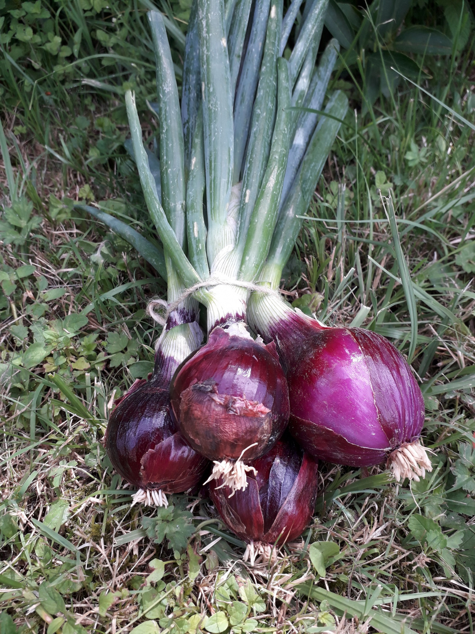 Botte oignons jaunes et/ou rouges - 1 u - Le Jardin De Katia - Locavor.fr