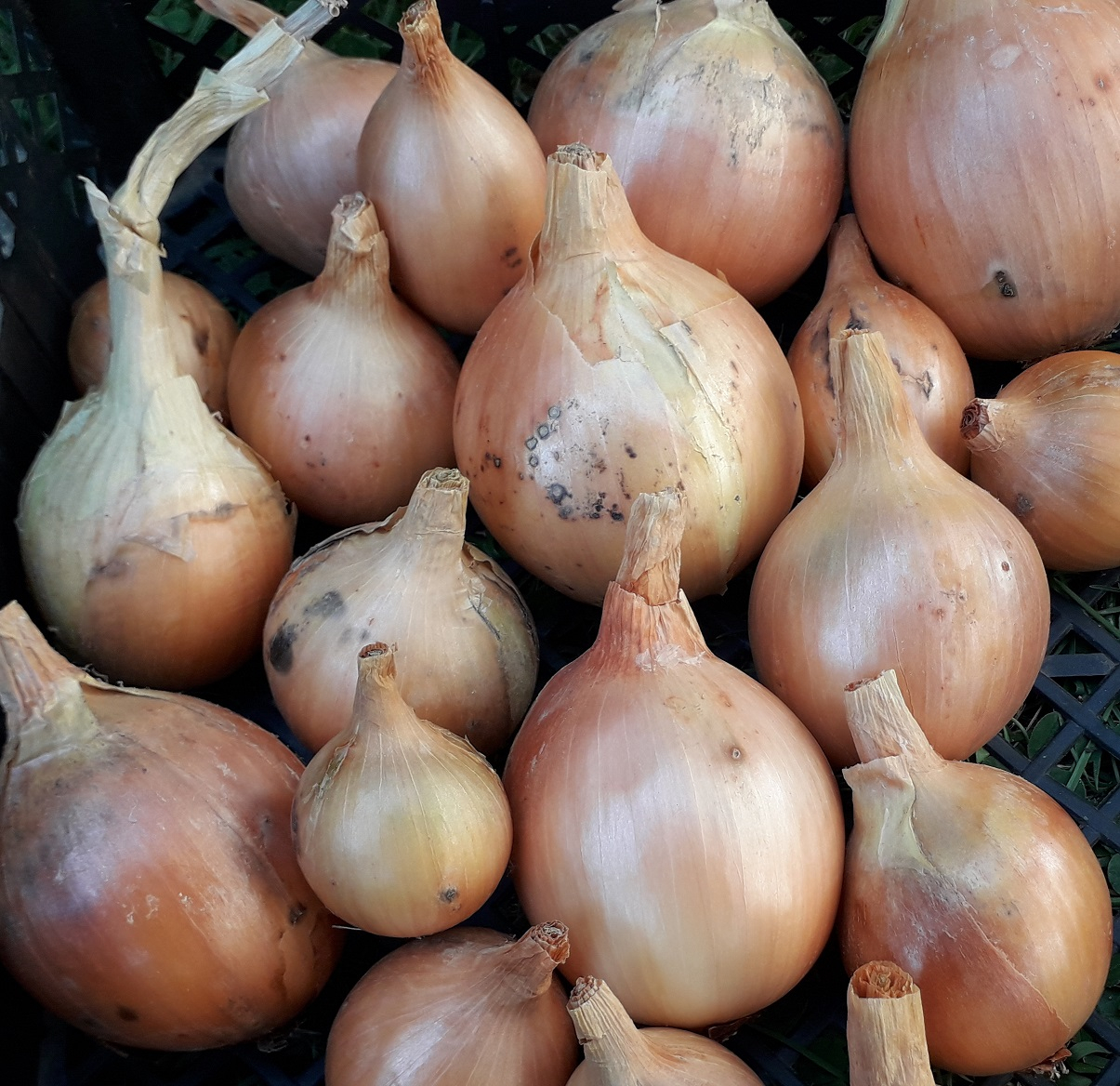 Oignons jaunes (petit calibre) - 2 formats - Le Jardin De Katia ...