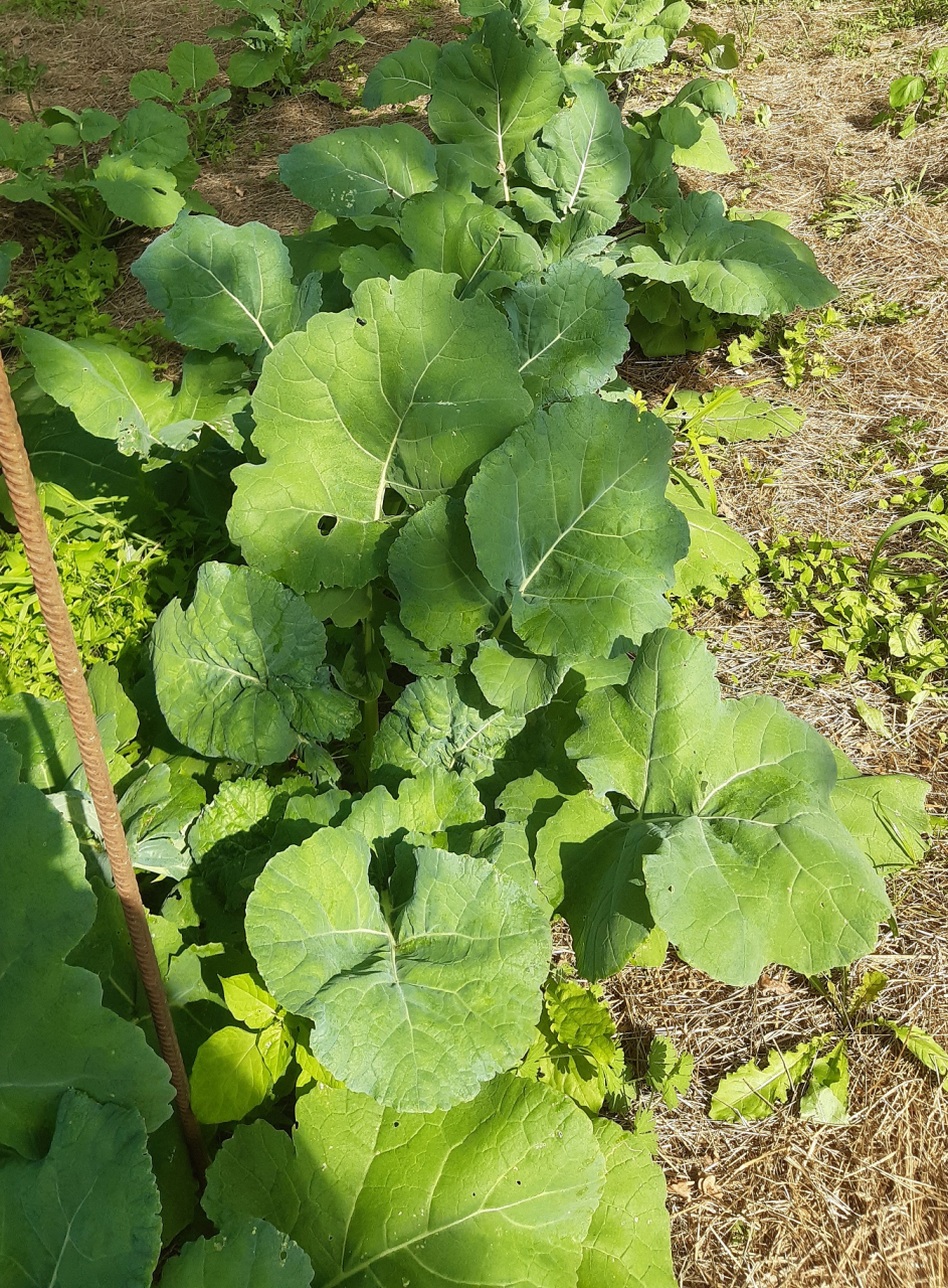 Chou branchu du poitou - 2 formats - Alexandre De Kok / Equibioland ...