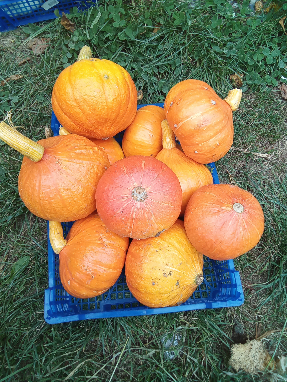 Potimarron bio - 1 kg - Le Potager De Vero - Locavor.fr