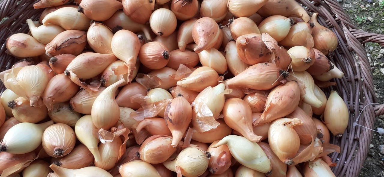 Oignons jaune bio petit calibre - 500 g - Marie-odile Lucas - Locavor.fr