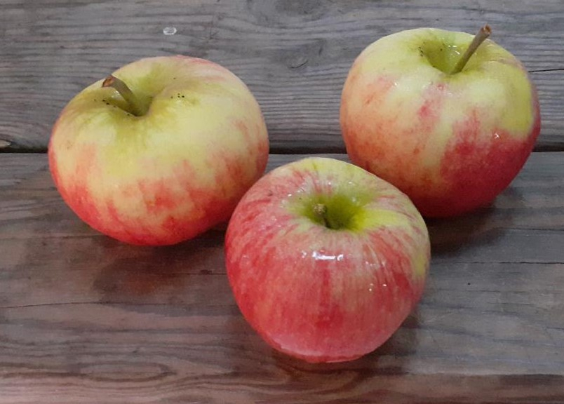 Pommes elstar - 3 formats - Sas Mornas Op Orius - Locavor.fr