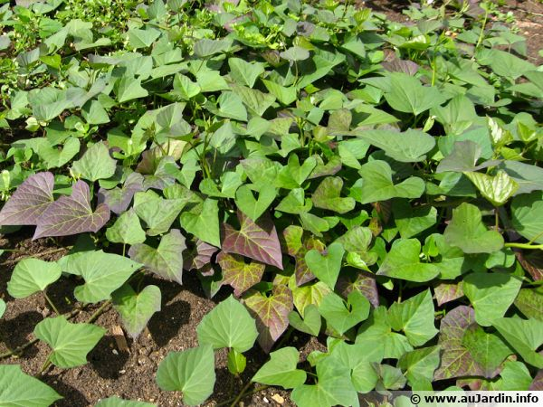 Bouquet de feuille patate douce - 1 u - Des Vergers Au Potager - Locavor.fr