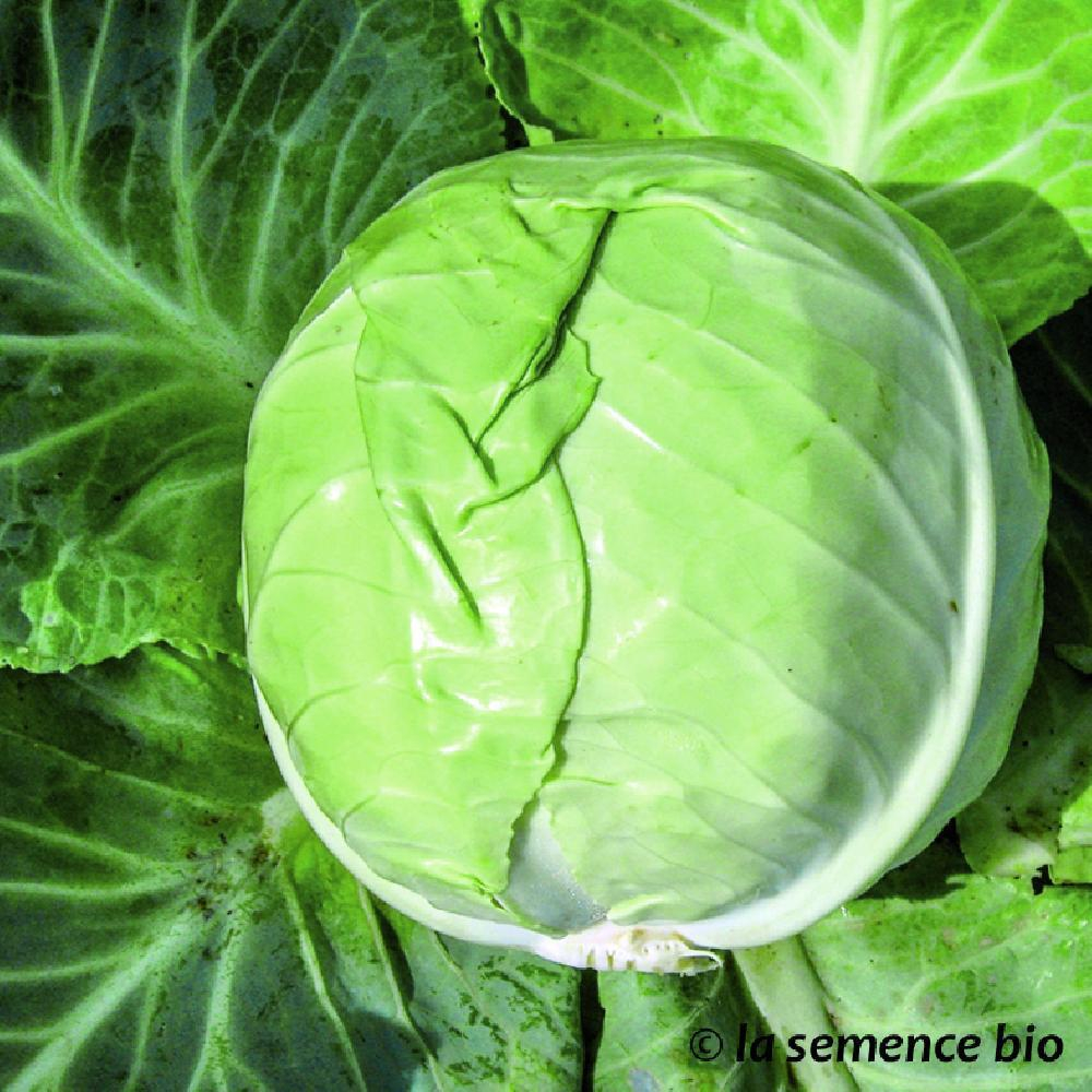 Chou cabus blanc impala 800 gr à 1.000 kg - 1 u - Scea De Chez Bordes ...