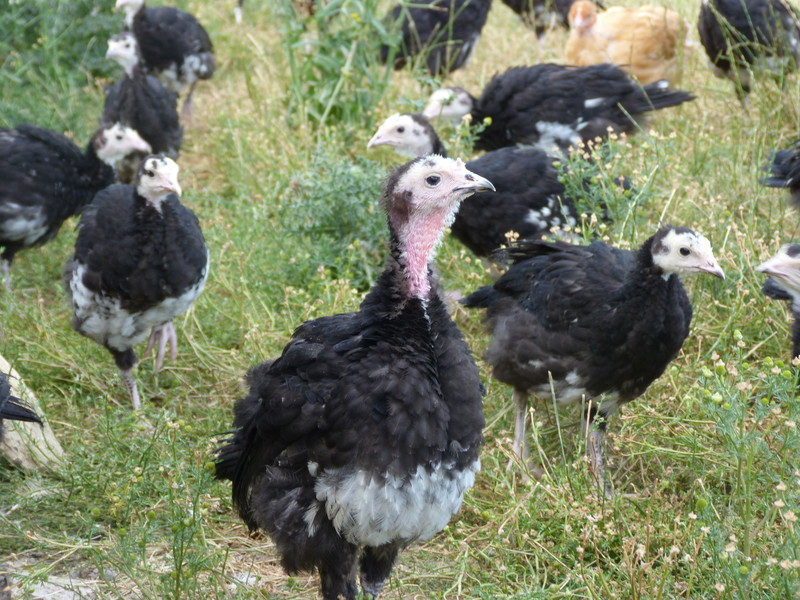 Dinde noire de noël - 1 u - Earl Les Volailles Des Fontaines - Locavor.fr