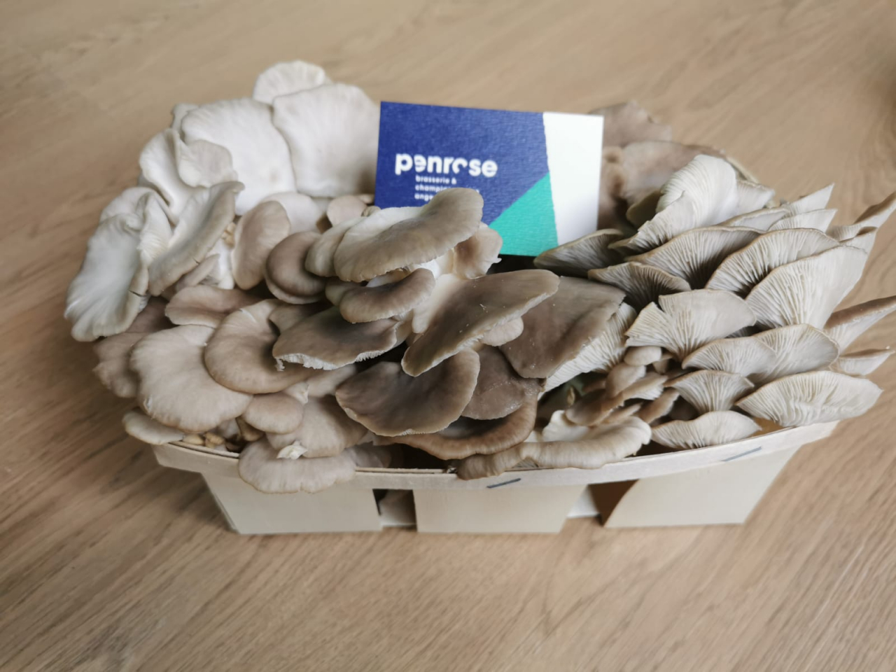 Pleurotes bio - 2 formats - Penrose - Locavor.fr