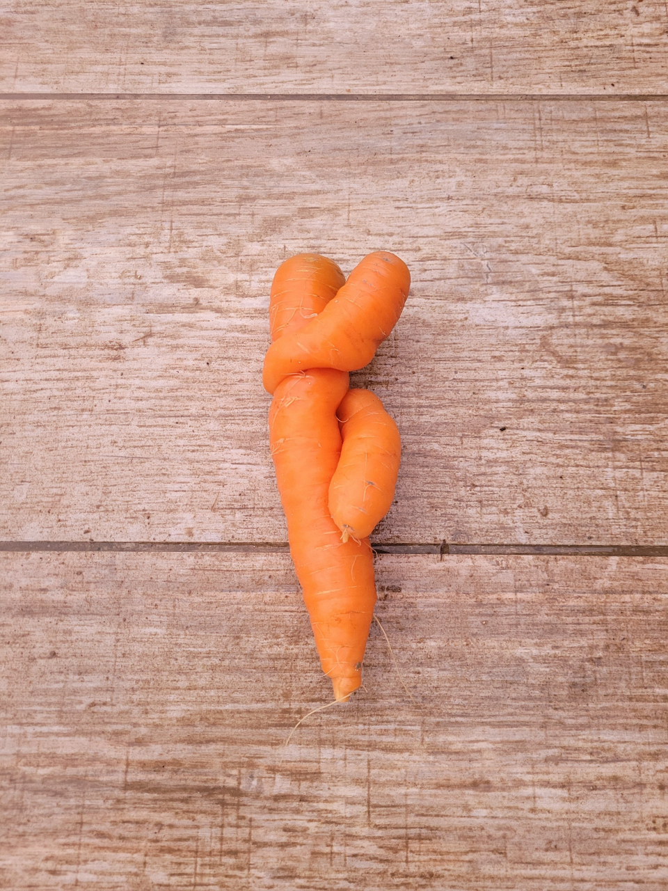 Carottes moches - 1 kg - So Patate - Locavor.fr