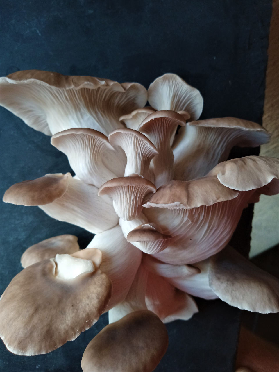 Pleurote - 250 g - Les Champignons De Froid-fonds - Locavor.fr