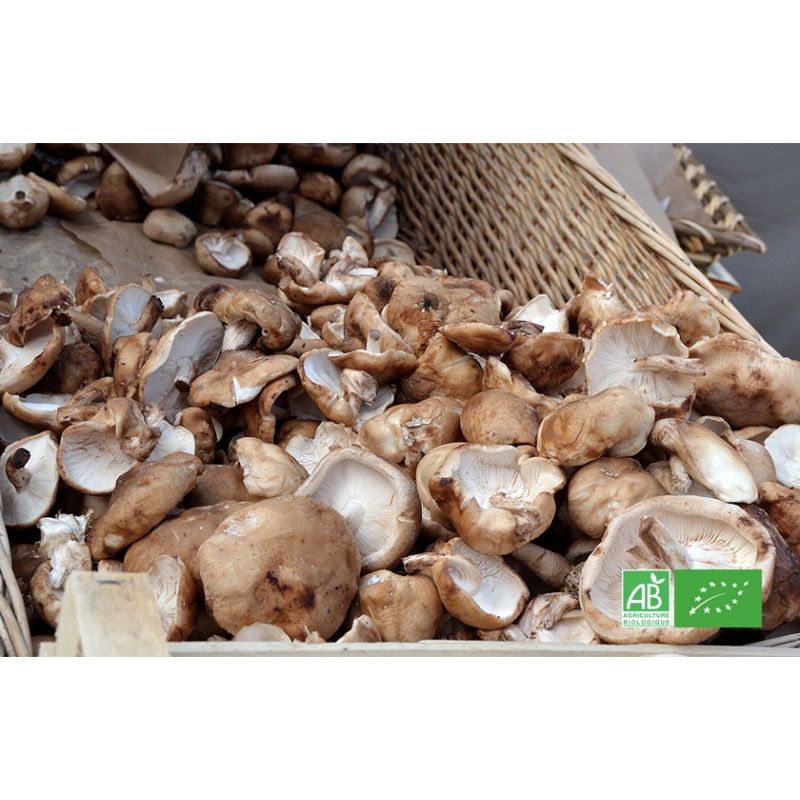 Shitaké bio - 2 formats - Ferme Des Bioux - Locavor.fr