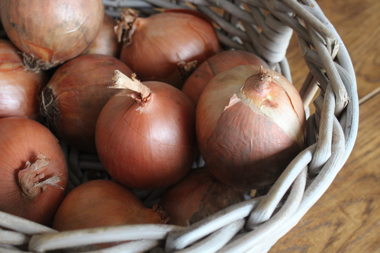 Oignons jaunes - 2 formats - La Ferme Gambetta - Locavor.fr