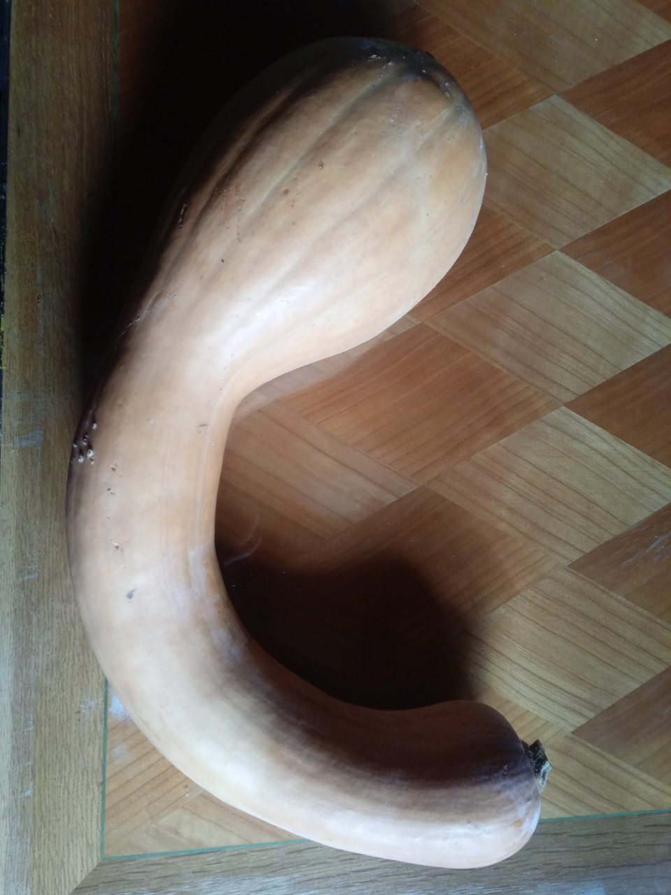 Courge longue de nice - 2 formats - Maraicher - Les Jardins Du Grand ...