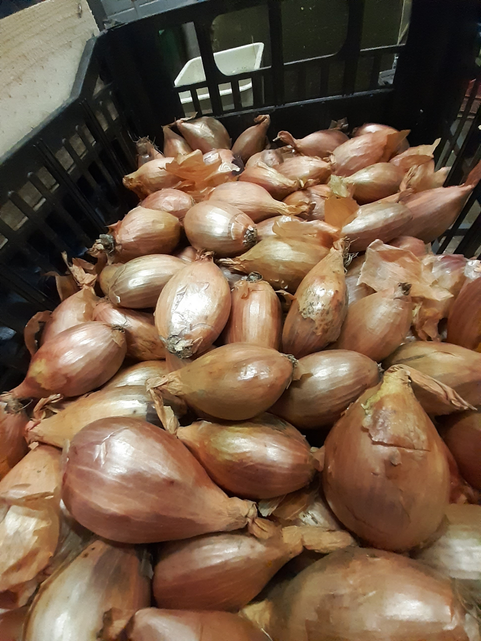 Echalotes - 2 formats - Sarl Les Legumes De Buyon - Locavor.fr