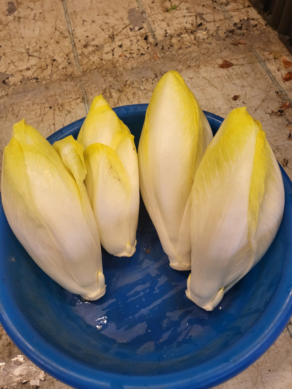 Endives - 4 u - Sarl Les Legumes De Buyon - Locavor.fr