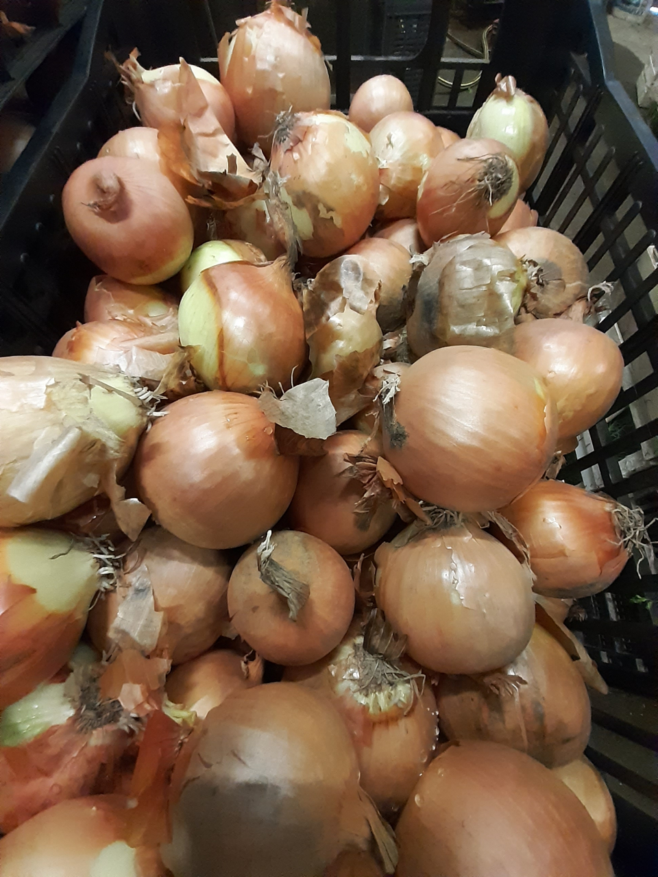 Oignon jaune - 2 formats - Sarl Les Legumes De Buyon - Locavor.fr