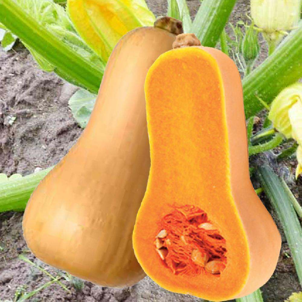 Plant de courge mini butternut - 1 u - Les Jardins De L'aulouste ...