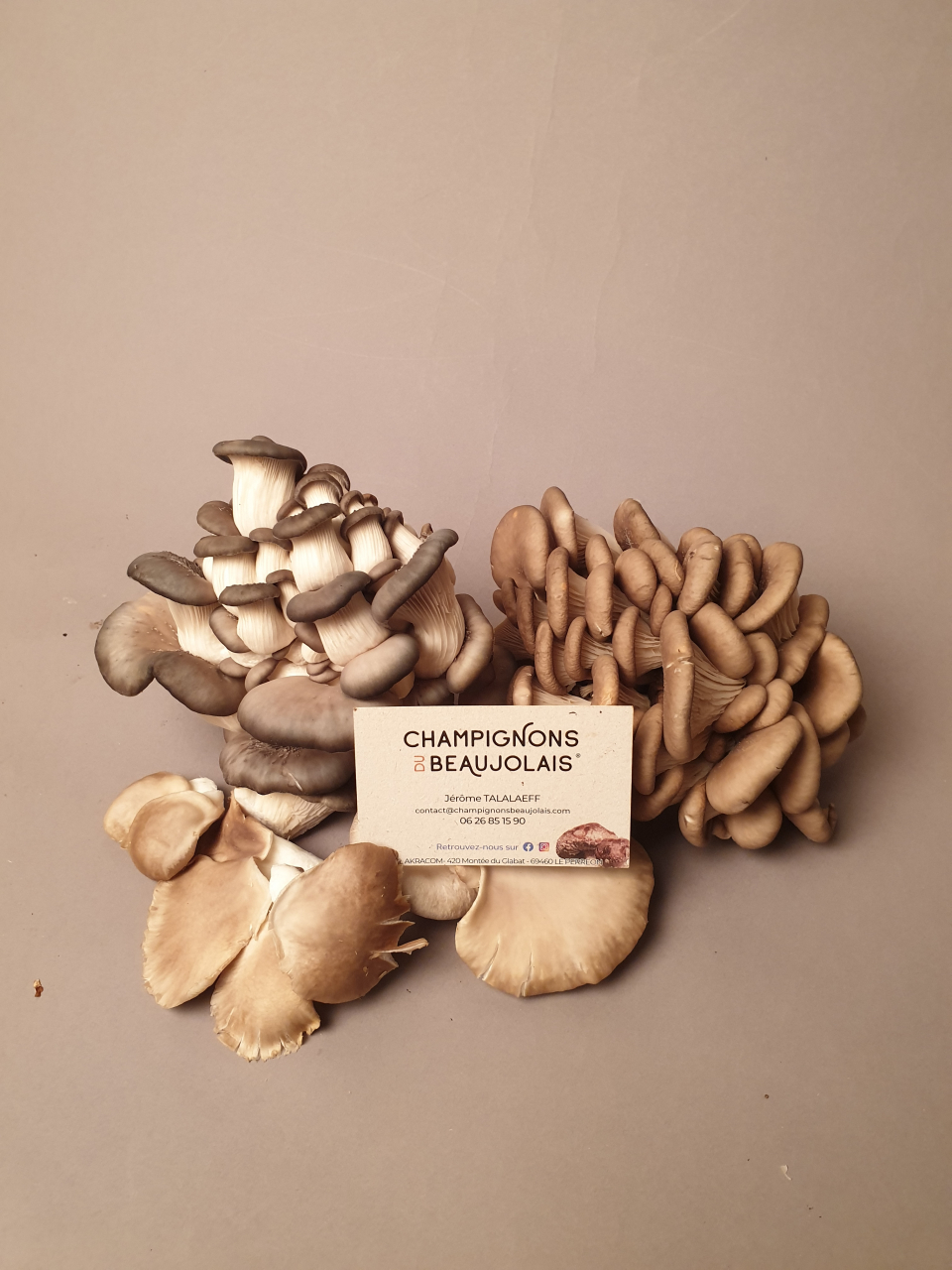 Pleurote fraîche - 250 g - Champignons Du Beaujolais - Locavor.fr