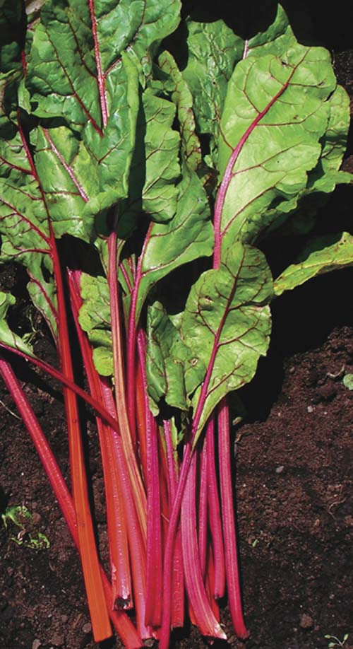 Blette rouge - 1 kg - Ferme Des Chapelles - Locavor.fr