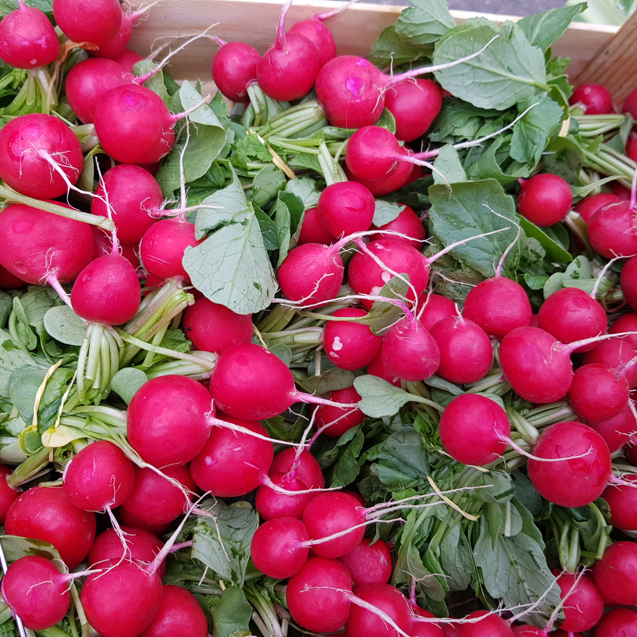 Radis rouges - 1 u - Ferme Obrecht - Locavor.fr