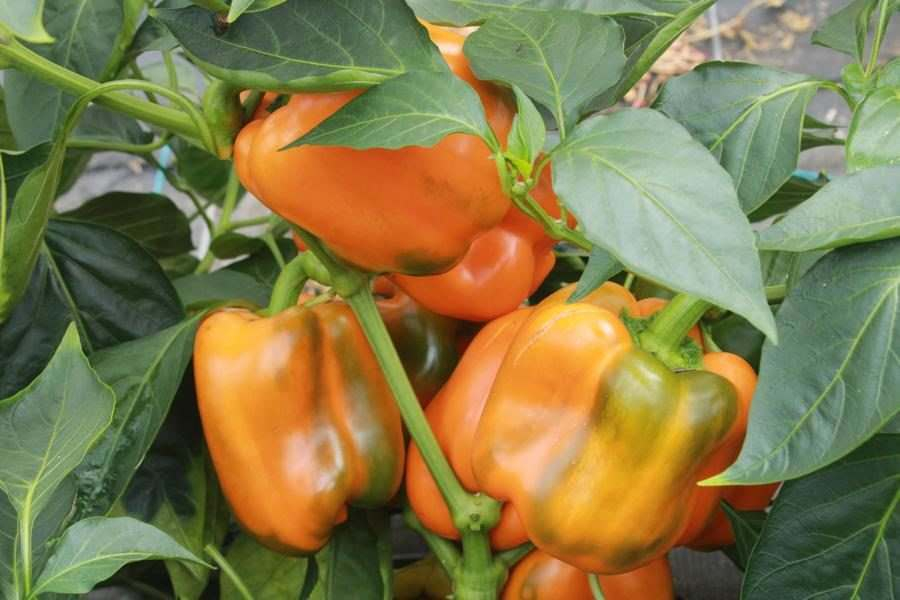 Plant de poivron california orange wonder - 1 u - Les Jardins De L ...