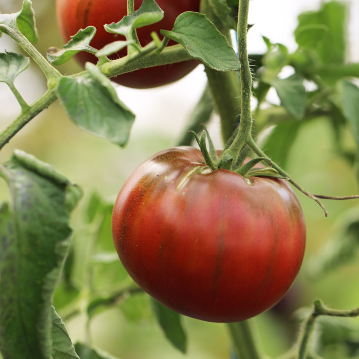 Plant tomate noire de crimée - 1 u - Le Jardin Des Planchelles - Locavor.fr