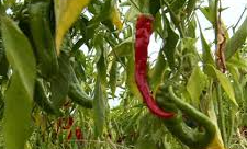 Plant de poivron long des landes - 1 u - Benjamin Campourcy - Locavor.fr