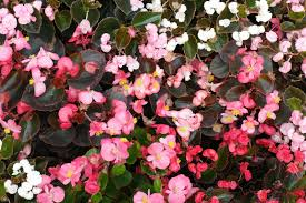 Begonia nainfeuille pourpre rose - 10 u - Centre Armançon - Locavor.fr