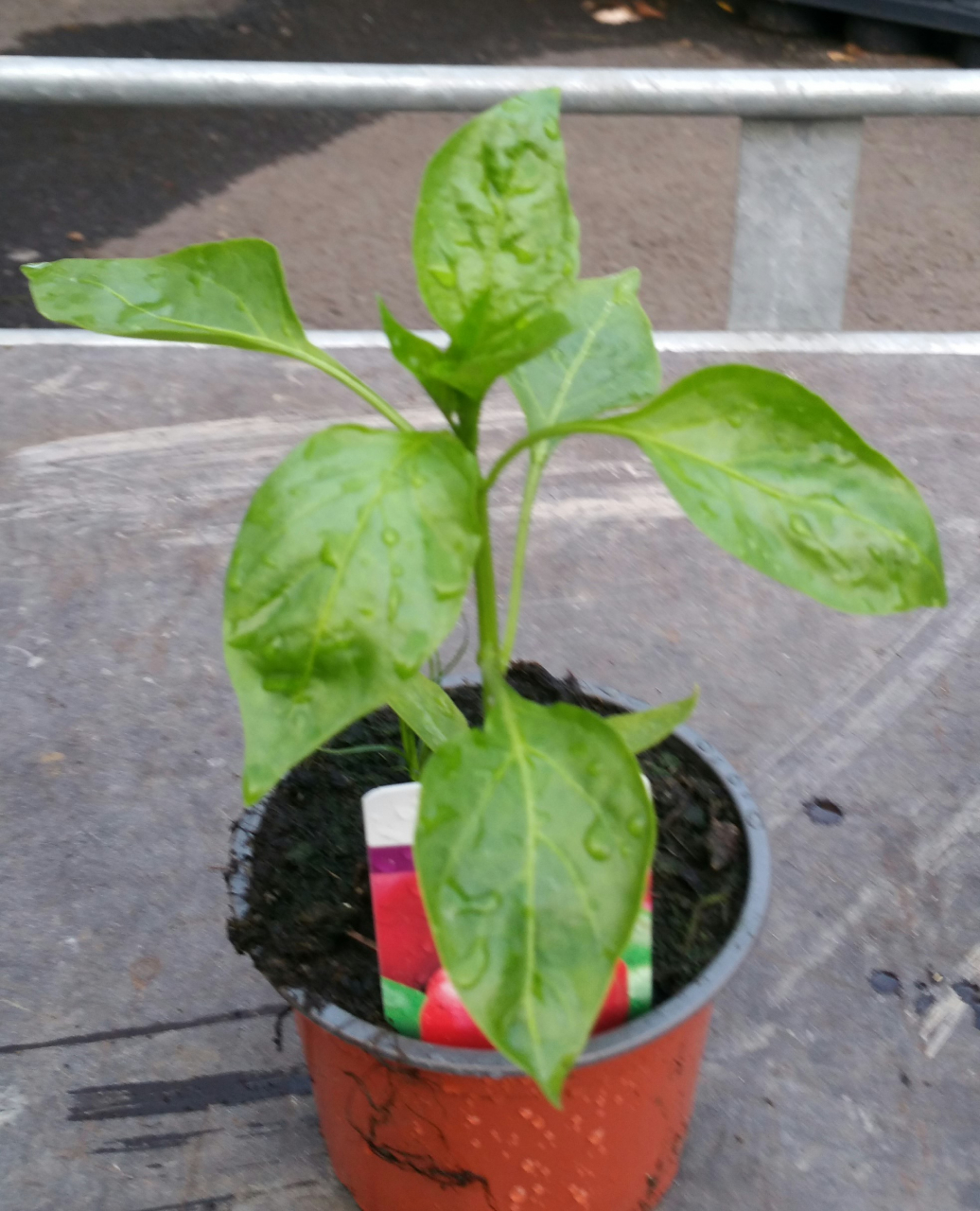 Plant de poivron - 1 u - Les Serres Fleuries - Locavor.fr