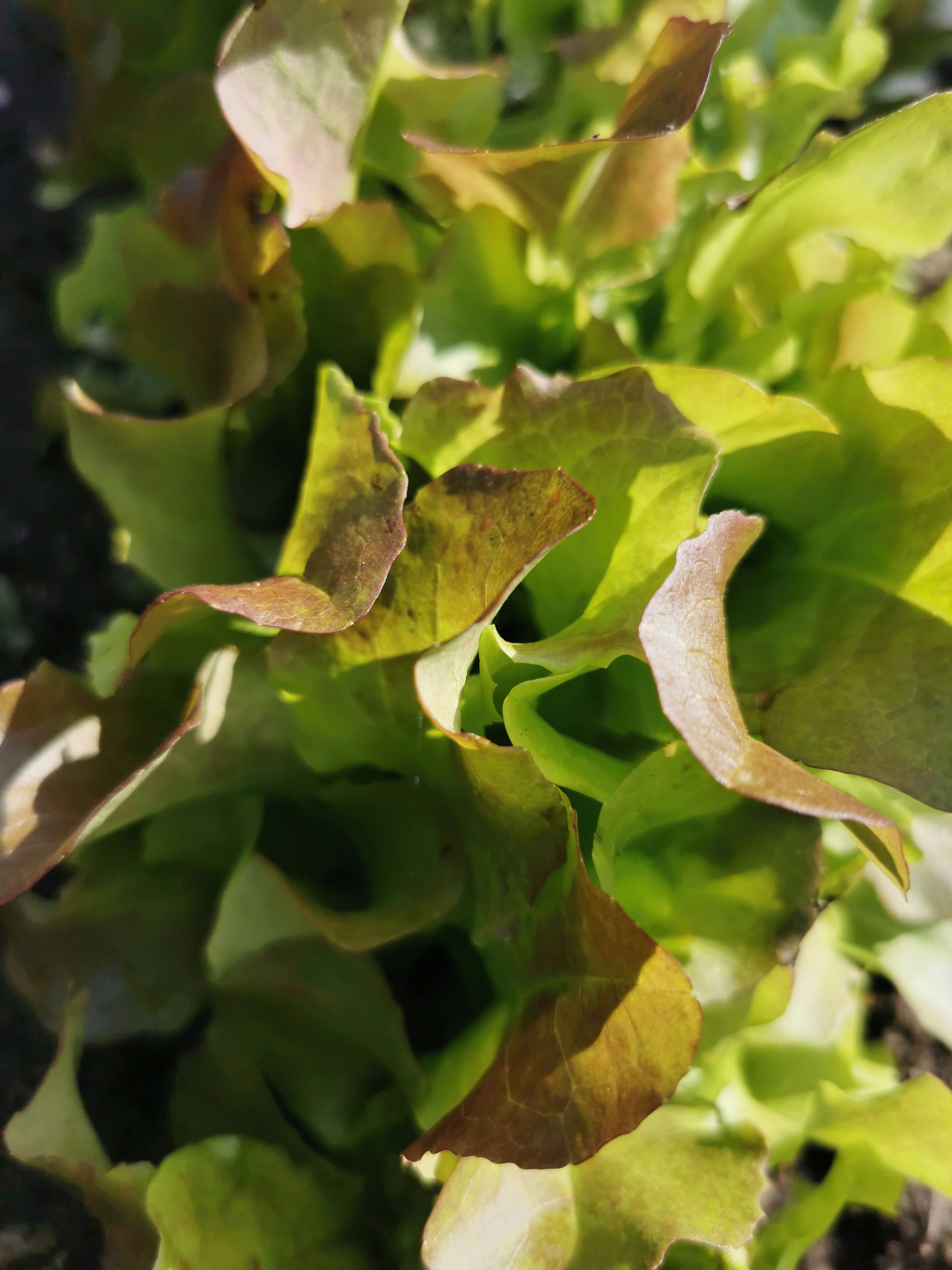 Laitue frisée d'amérique coupée - 100 g - Le Clos Des Mésanges - Locavor.fr