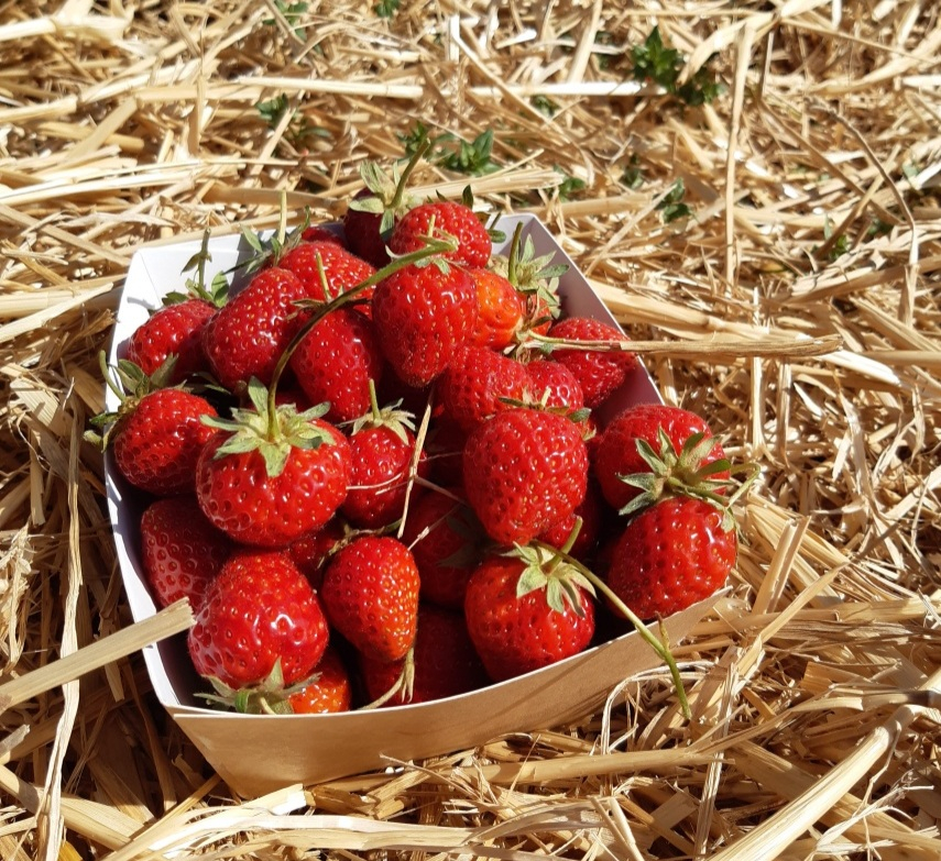 Fraise bio 250g - 3,5 - 250 g - La Ferme De Neuvelle - Locavor.fr