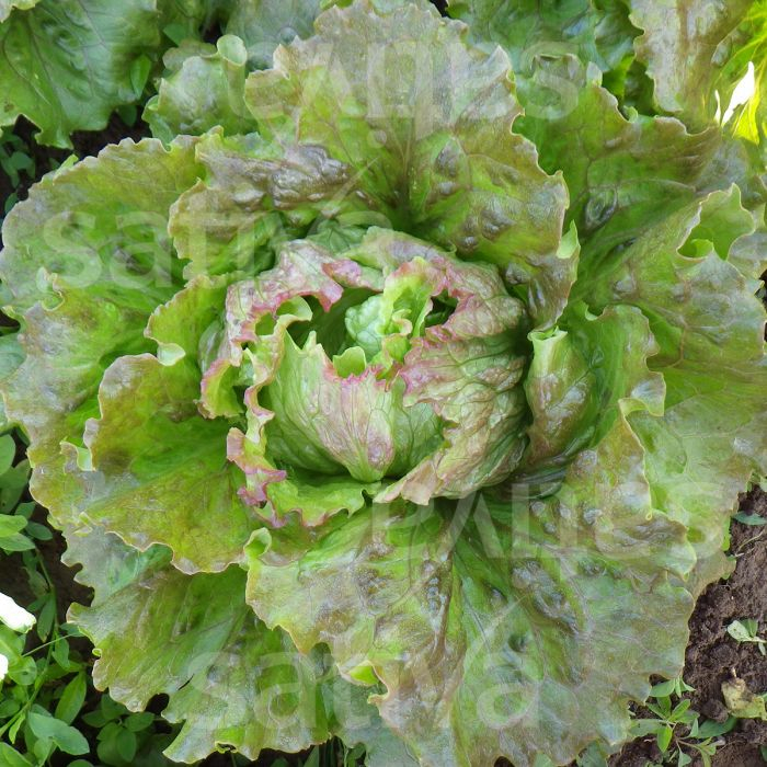 Batavia carmen - 1 u - Jardins De Saintary - Locavor.fr