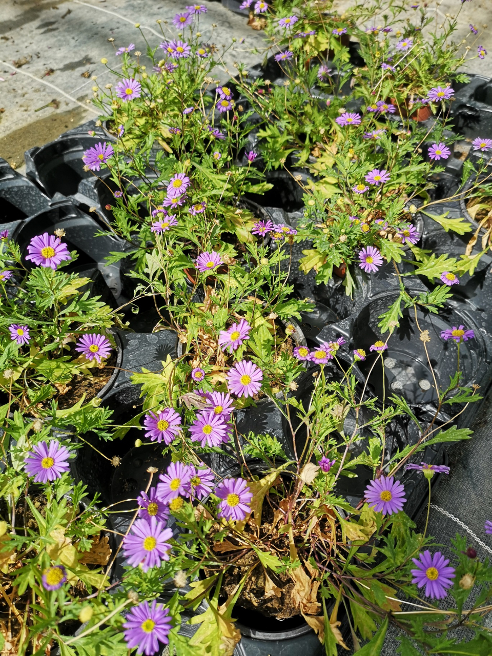 Brachycome bleu - 1 u - Les Jardins De Fontaine - Locavor.fr