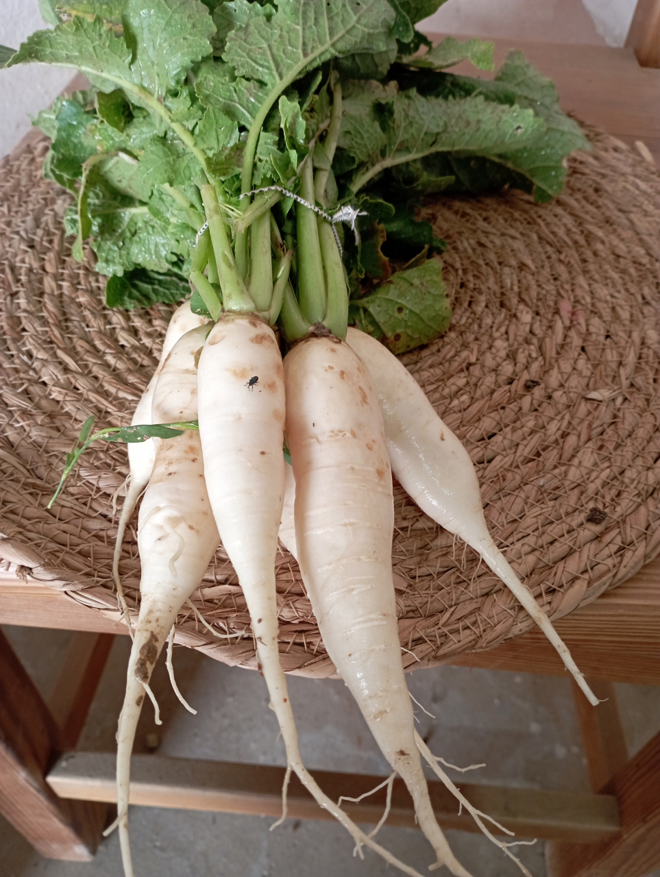 Navet demi long - 1 u - La Ferme Gambetta - Locavor.fr