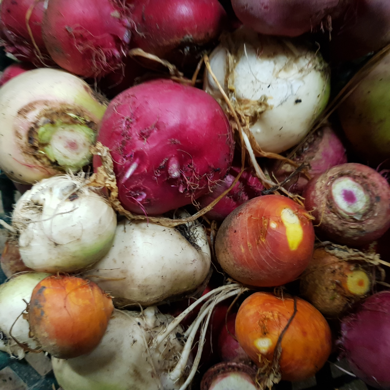 Betteraves multicolores - 2 formats - Ferme Obrecht - Locavor.fr