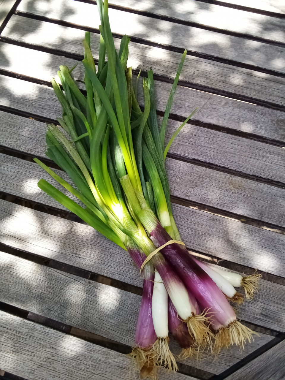 Oignon botte - 1 u - Les Jardins De Cocagne Du Nord Drôme - Locavor.fr