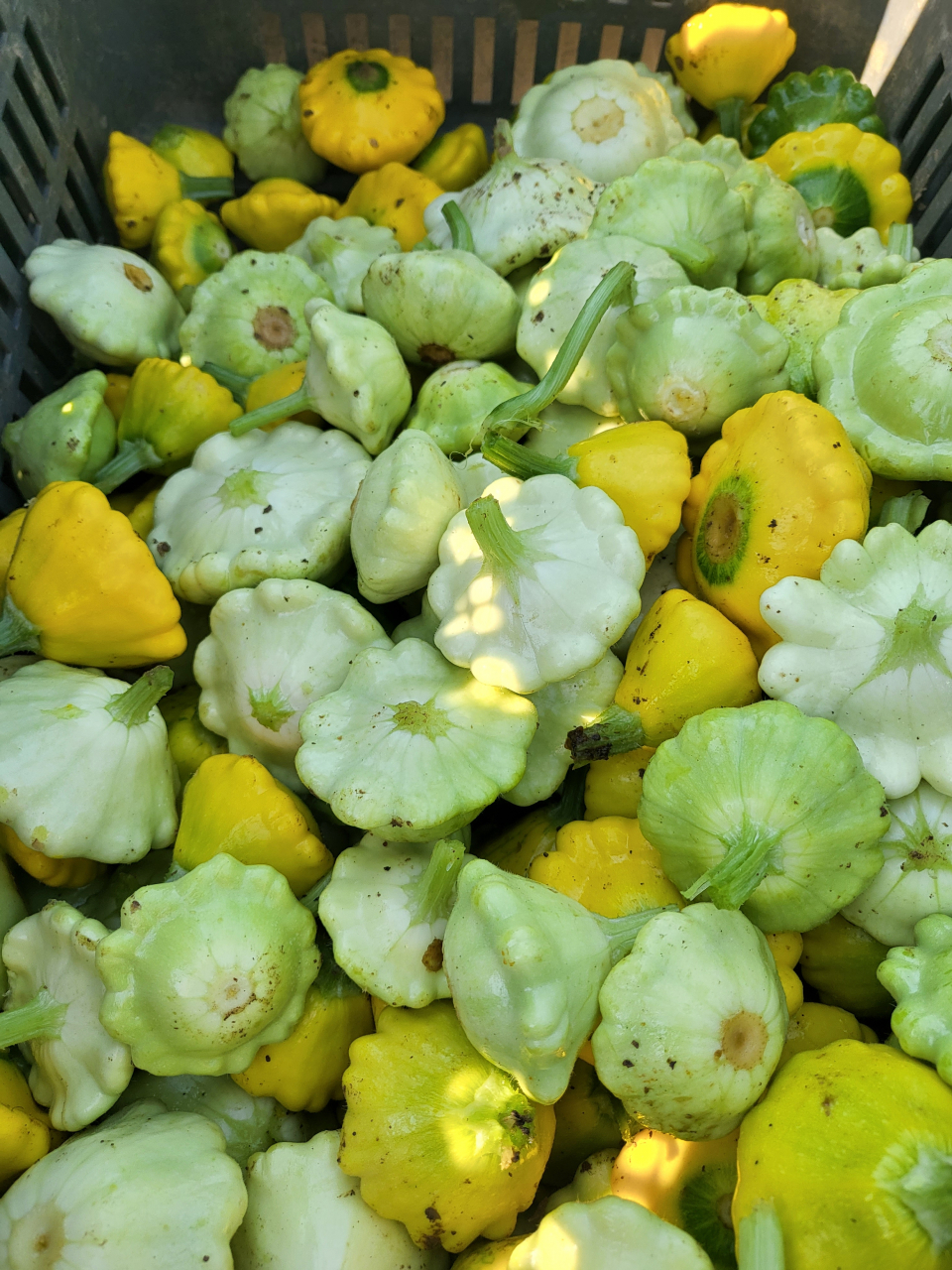 Patisson petit - 1 kg - Sarl Les Legumes De Buyon - Locavor.fr