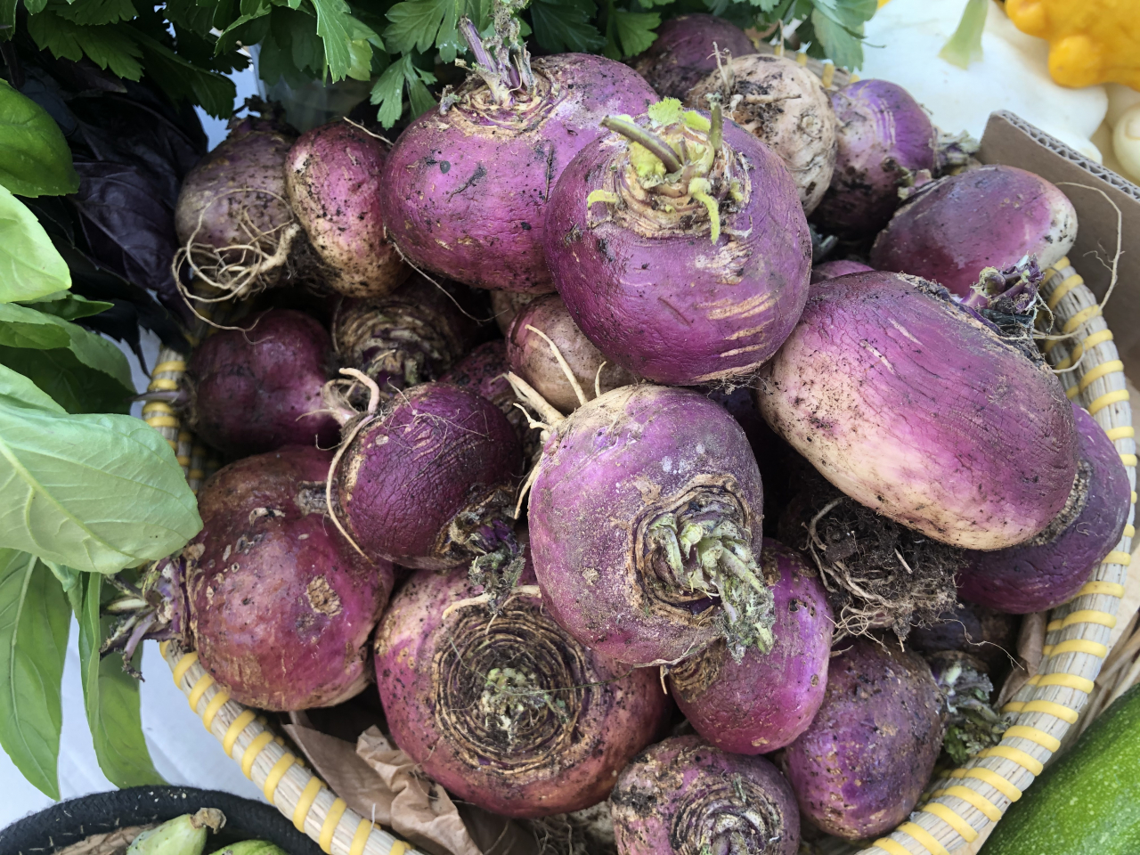 Navets bio type boule d'or - 0.50 kg - Les Jardins Du Vernay - Locavor.fr