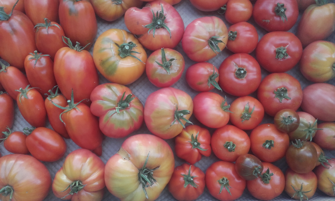 Tomates diverses pour coulis - 2 formats - Alexandre De Kok ...