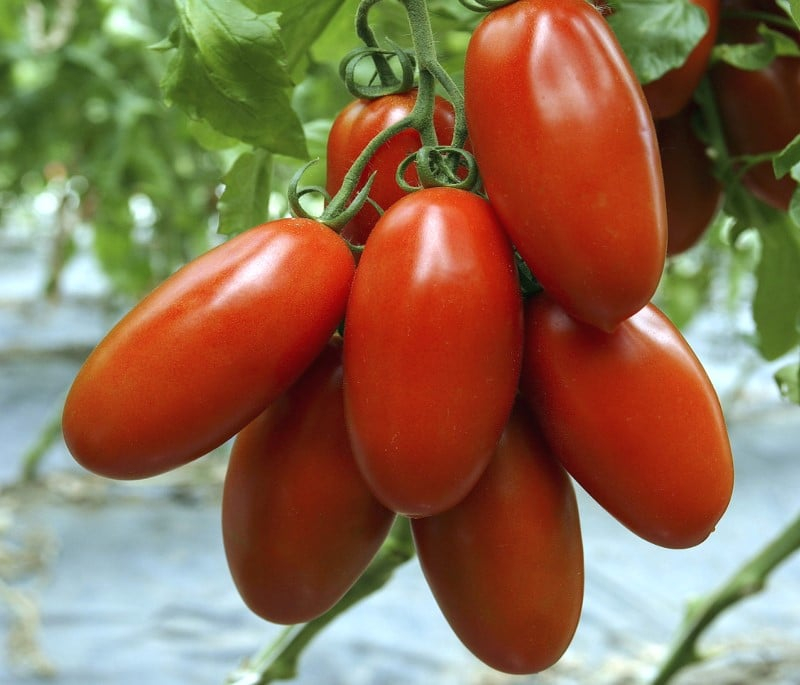 Tomate "olivette" bio en caisse - 2 formats - Ferme Des Bioux - Locavor.fr