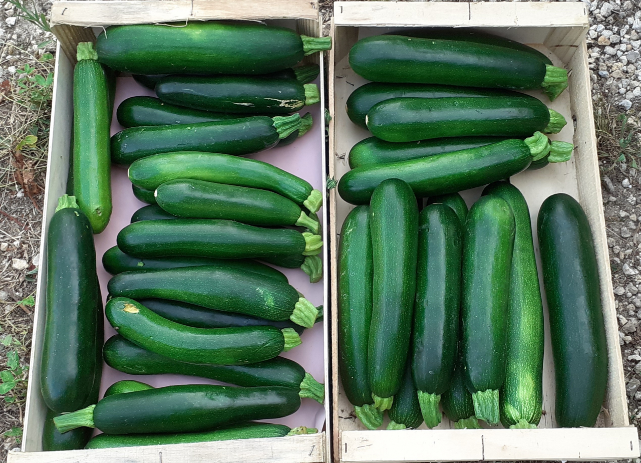 Courgettes bio déclassées gros calibre - 1 kg - Marie-odile Lucas ...