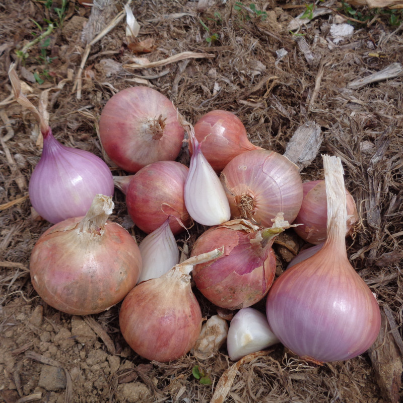 Oignons roses - 500 g - La Ferme De La Brie - Locavor.fr