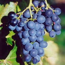 Raisin muscat bleu - 500 g - Earl Ferme Du Pre Mazet - Locavor.fr