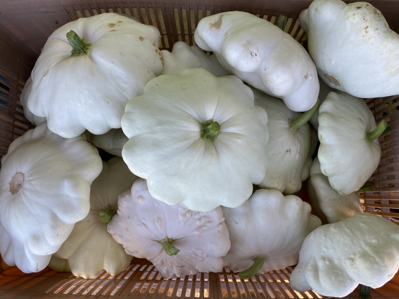 Pâtisson - 1 u - Legumes De Rudy - Locavor.fr