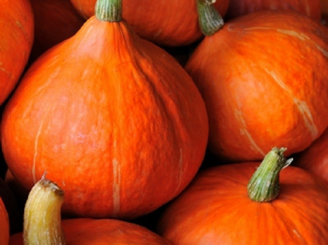 Potimarron bio - 2 formats - Un Jardin Pour Demain - Locavor.fr